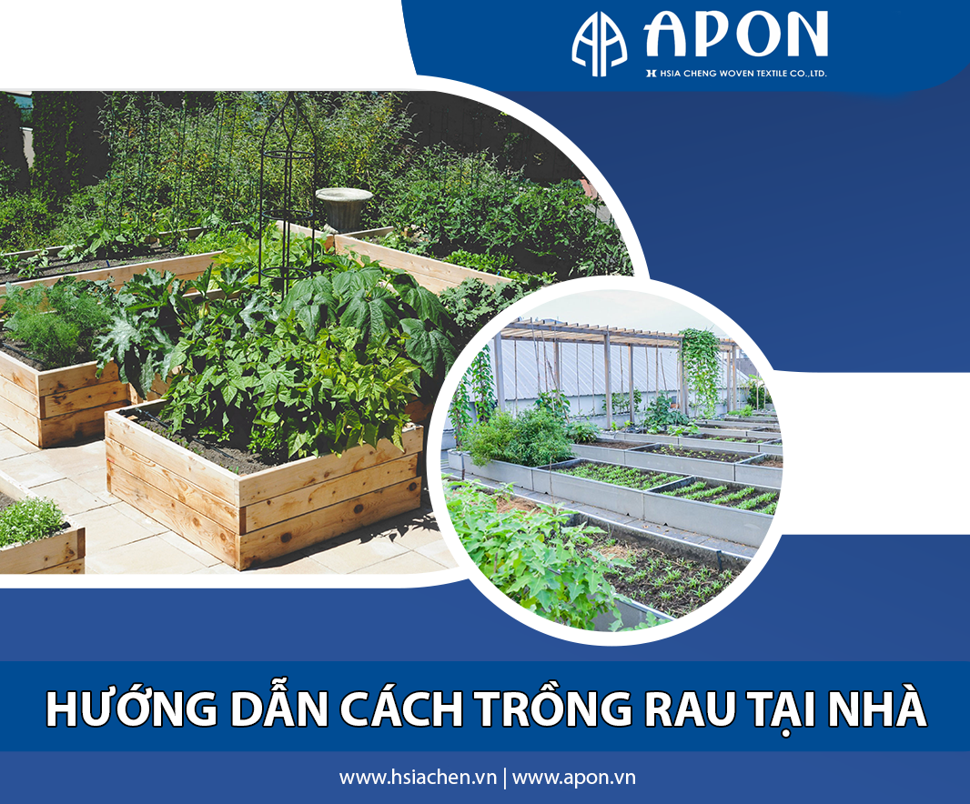Hướng dẫn 1 số cách trồng rau tại nhà đạt hiệu quả nhất