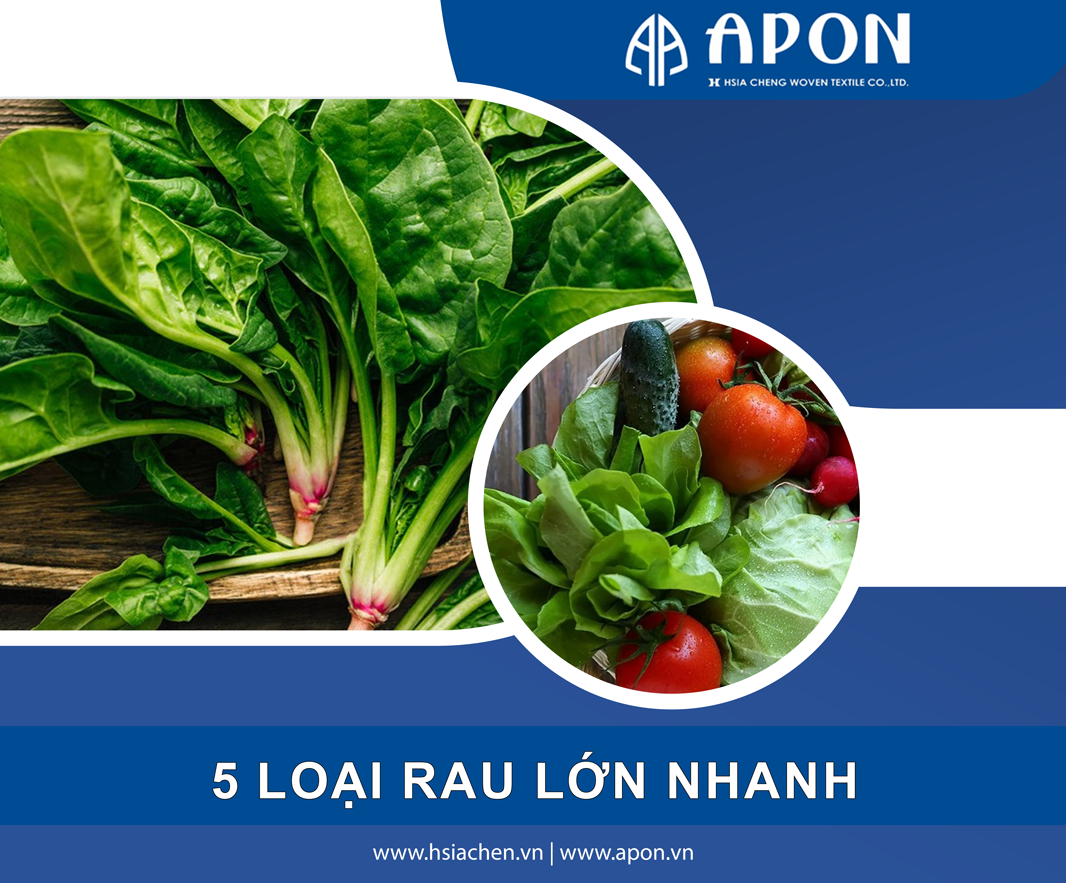 5 loại rau lớn nhanh giúp gia tăng kinh tế cho các hộ nông dân