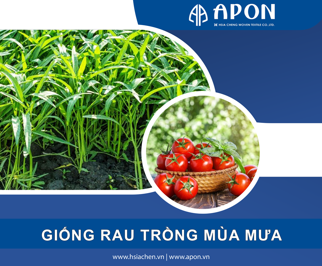 Các giống rau trồng mùa mưa năng suất cao cho bà con nông dân