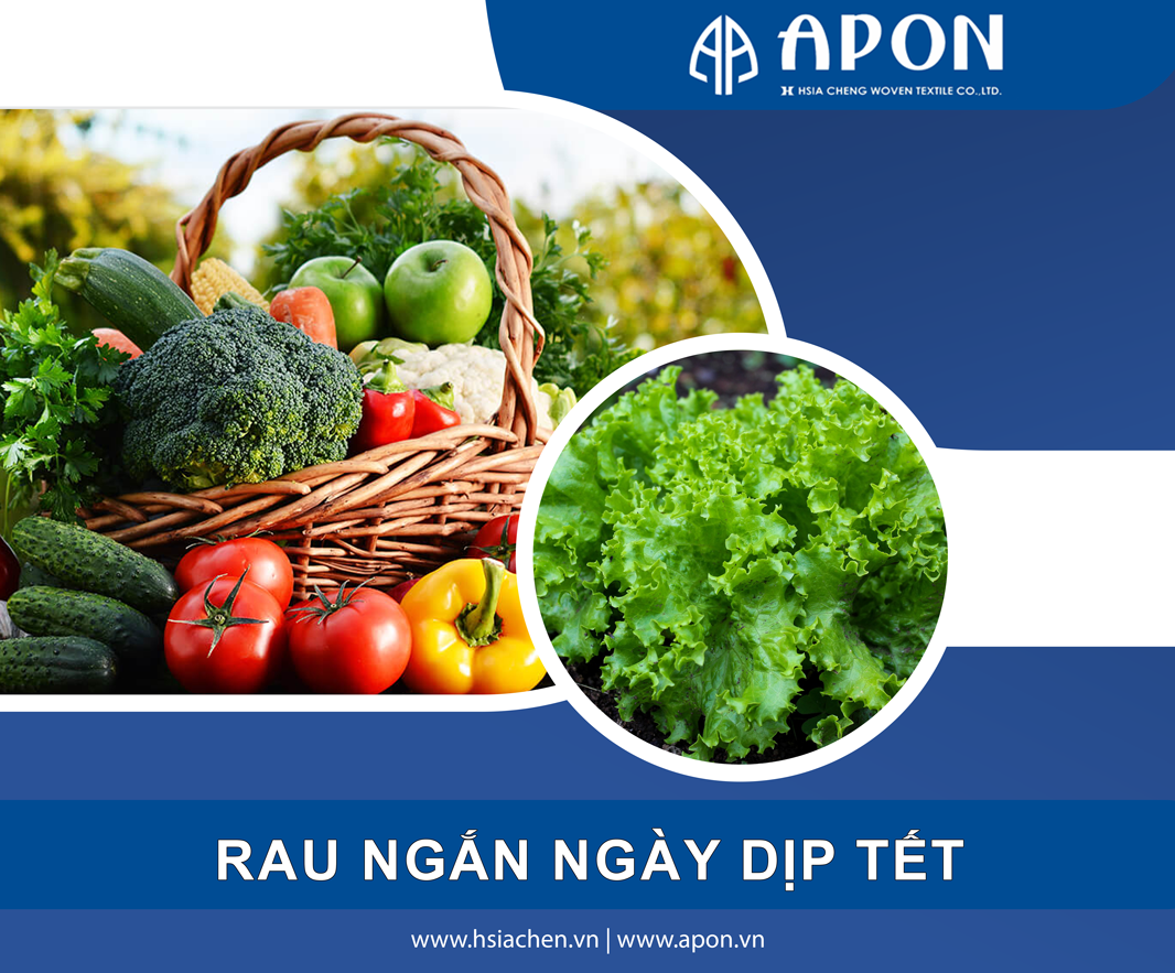 Điểm danh các loại rau ngắn ngày trồng kịp tết