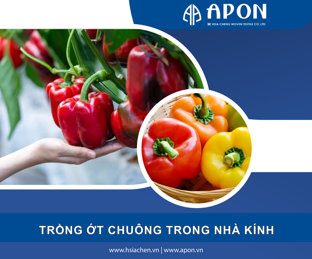 Hướng dẫn kỹ thuật trồng ớt chuông trong nhà kính