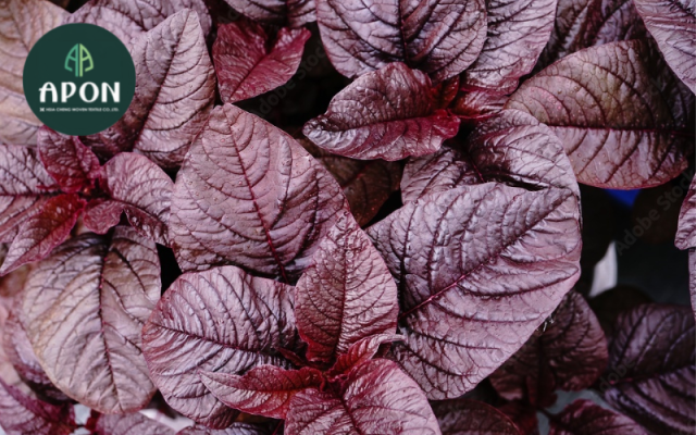 Tìm hiểu cách trồng rau dền thuỷ canh và kỹ thuật chăm sóc hiệu quả