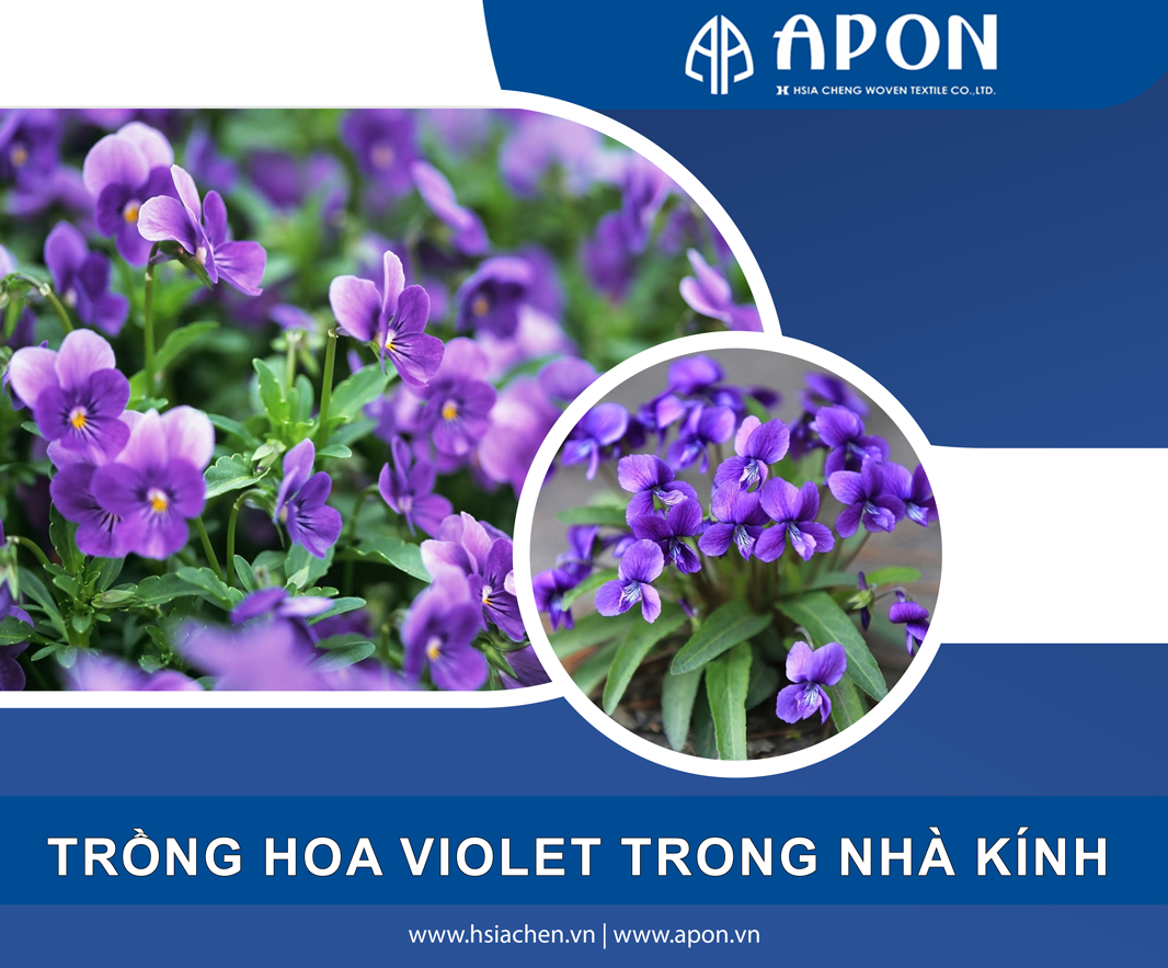 Hướng dẫn cách trồng hoa violet trong nhà kính đúng cách