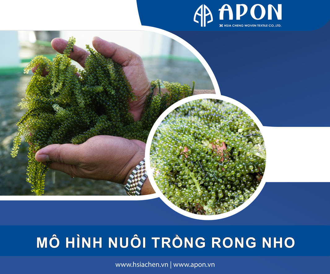 Kỹ thuật nuôi trồng rong nho biển và những điều cần lưu ý