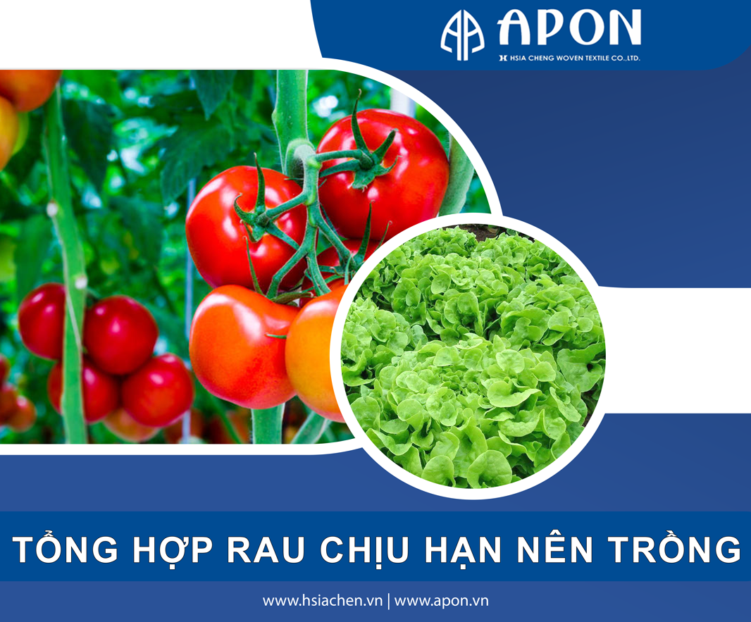Tổng hợp những loại rau chịu hạn tốt nên trồng