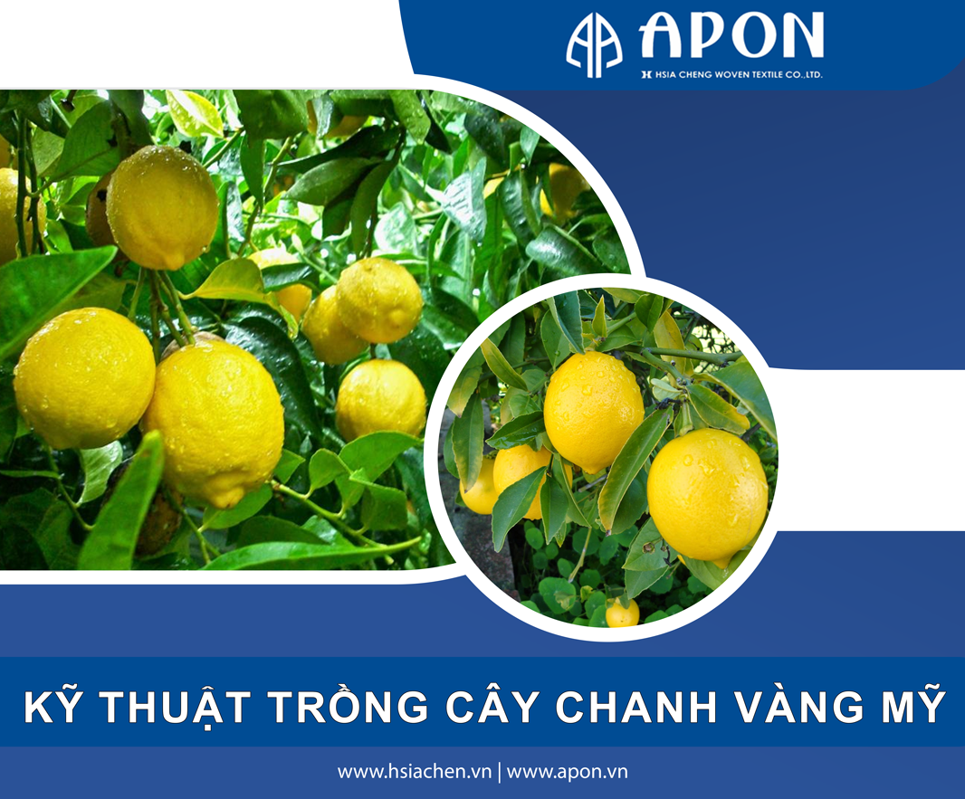 Kỹ thuật trồng cây chanh vàng Mỹ và cách chăm sóc sai quả trĩu cành
