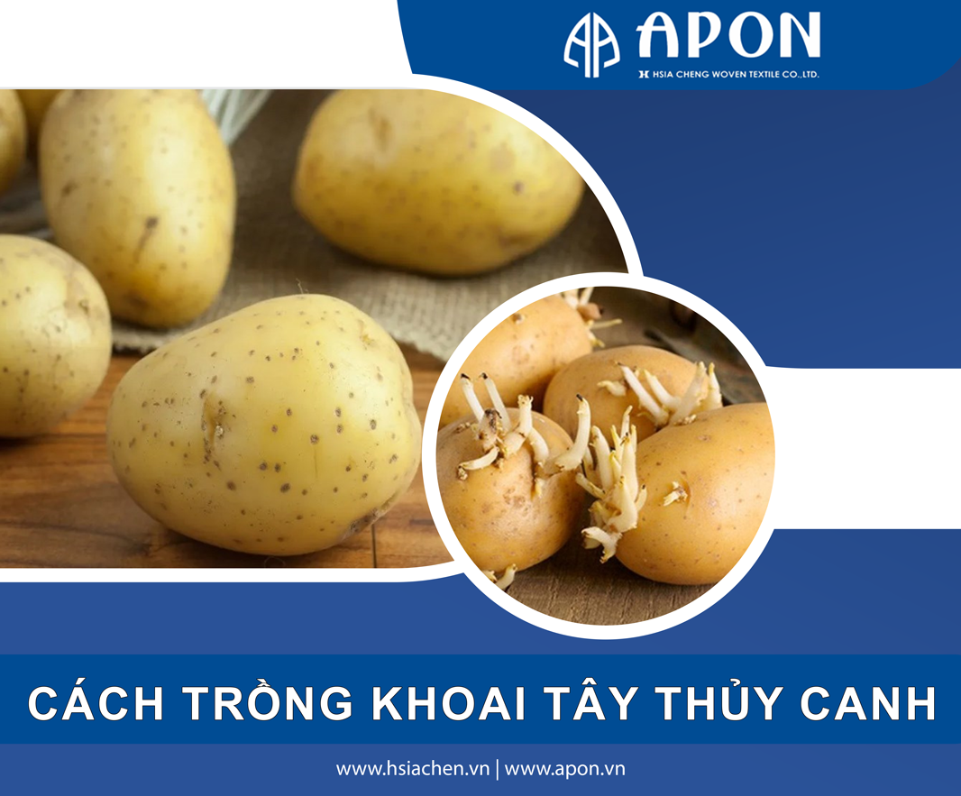 Bật mí bí quyết trồng khoai tây không cần đất thành công