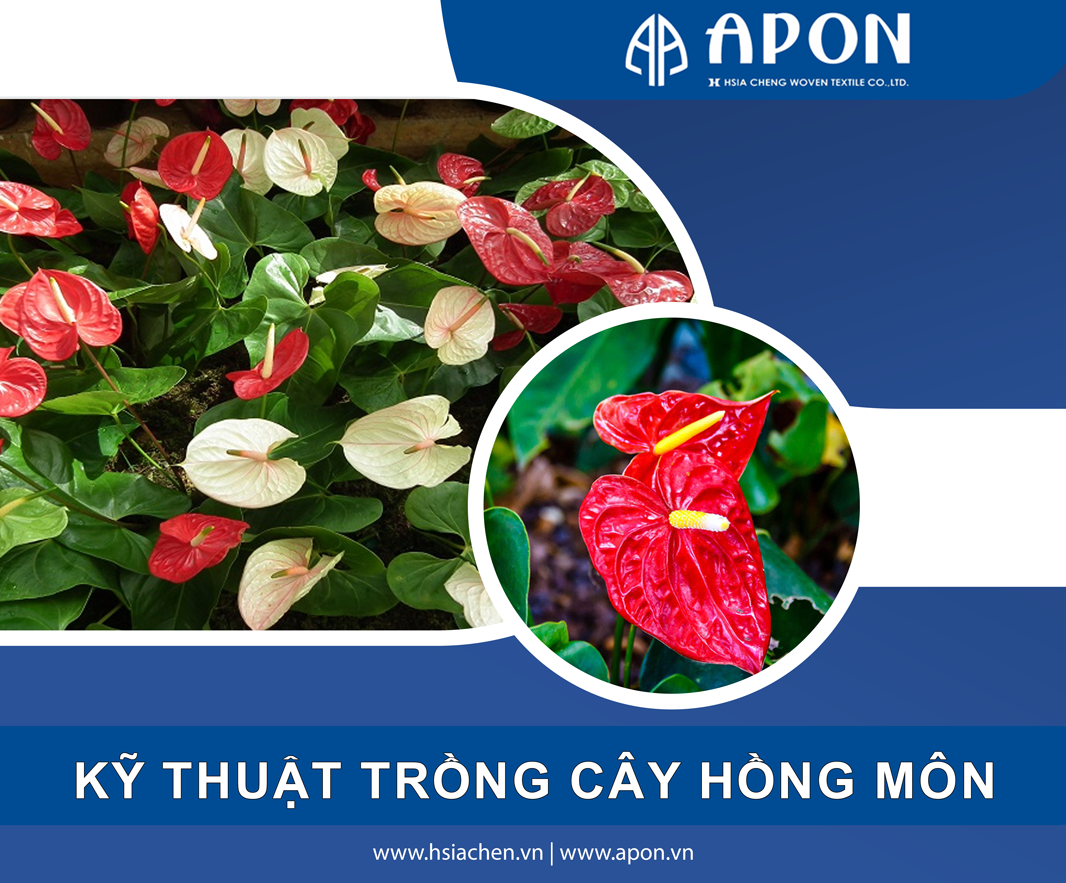 Hướng dẫn kỹ thuật trồng cây Hồng Môn đơn giản, đúng cách